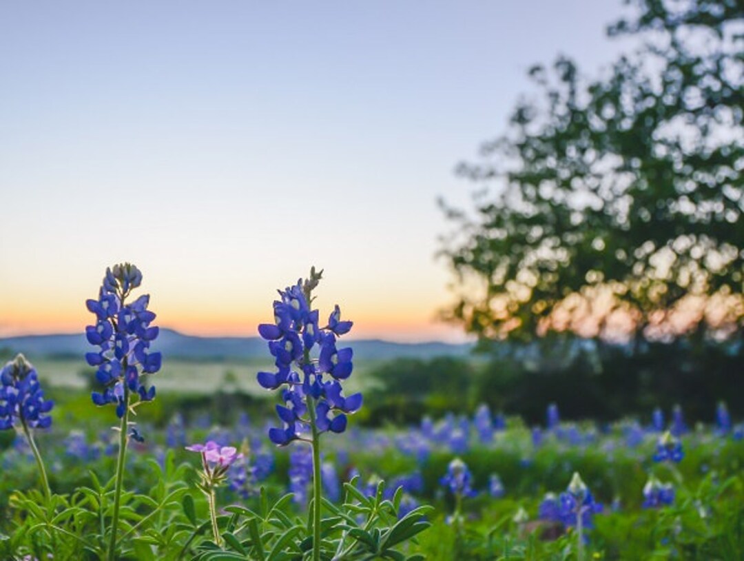 Bluebonnet Photo, Texas Landscape Photo, Fine Art Photo, Landscape ...