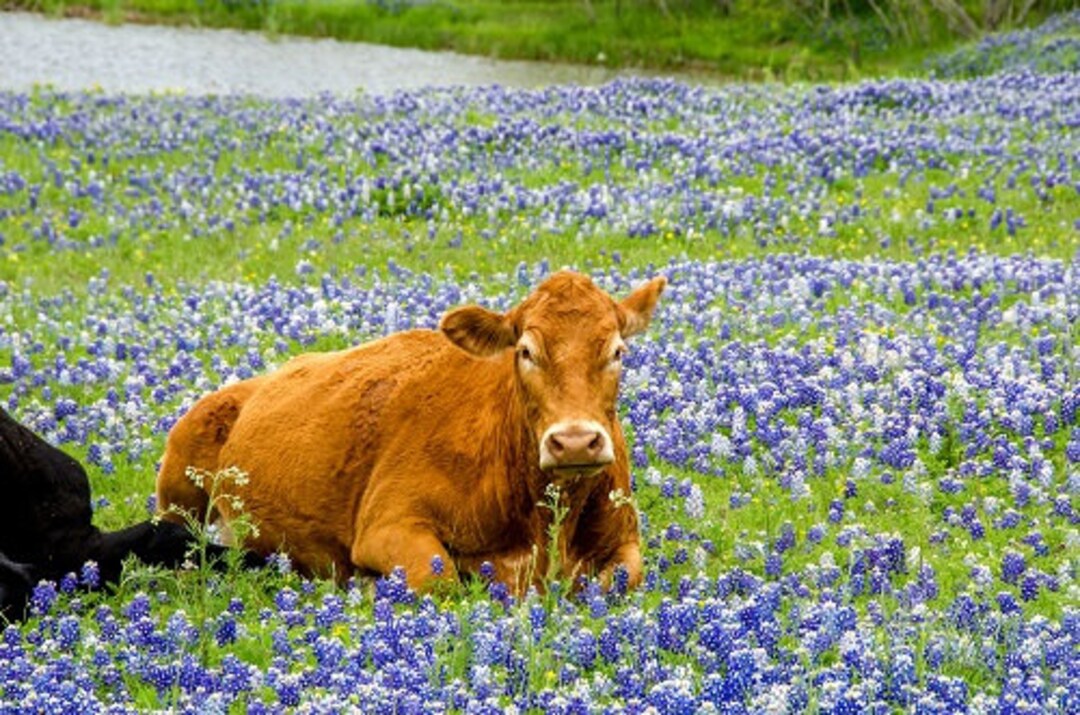 Texas Landscape, Cow Photo, Nature, Animals, Cows, Fine Art Photo ...