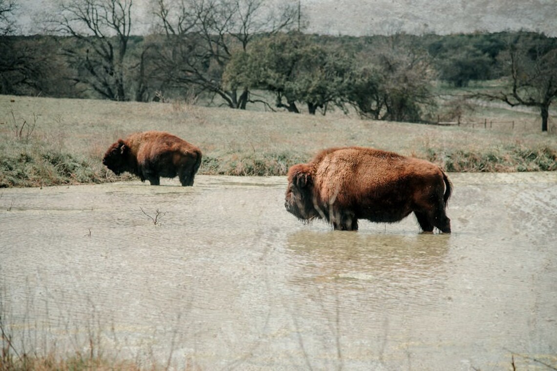 Buffalo Photo Texas Print Buffalo Print Western Home Decor | Etsy