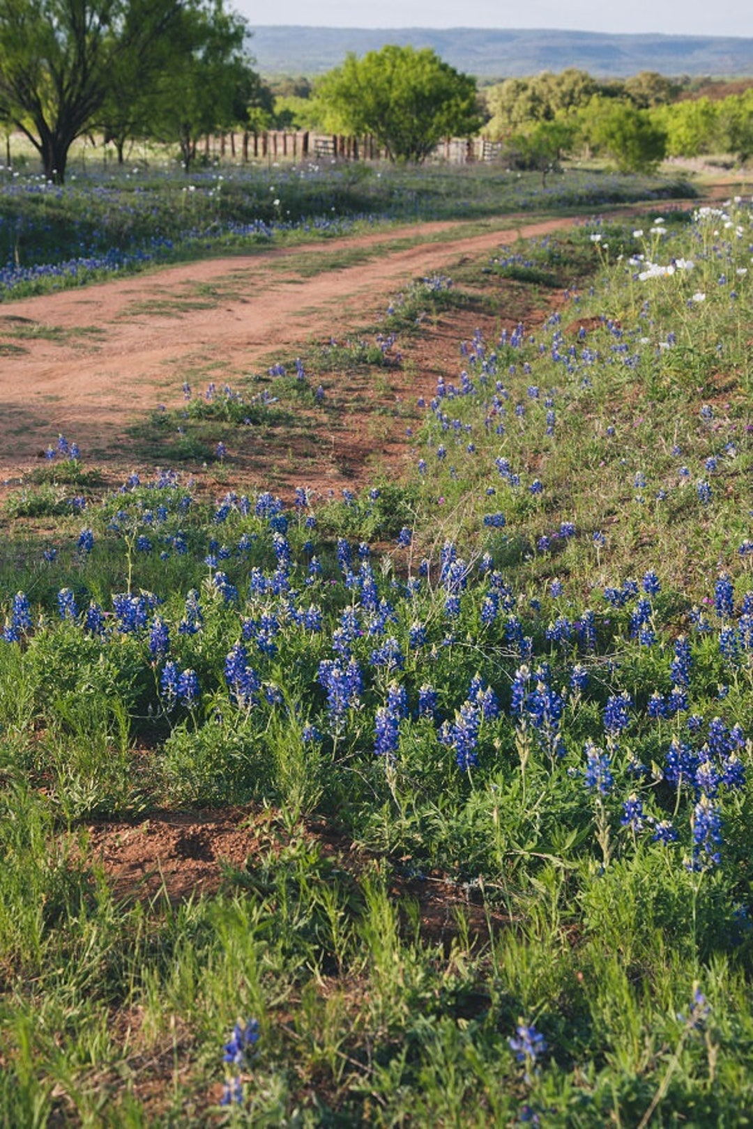 DIGITAL Bluebonnet Foto, Texas Landscape Photo, Flor silvestre ...