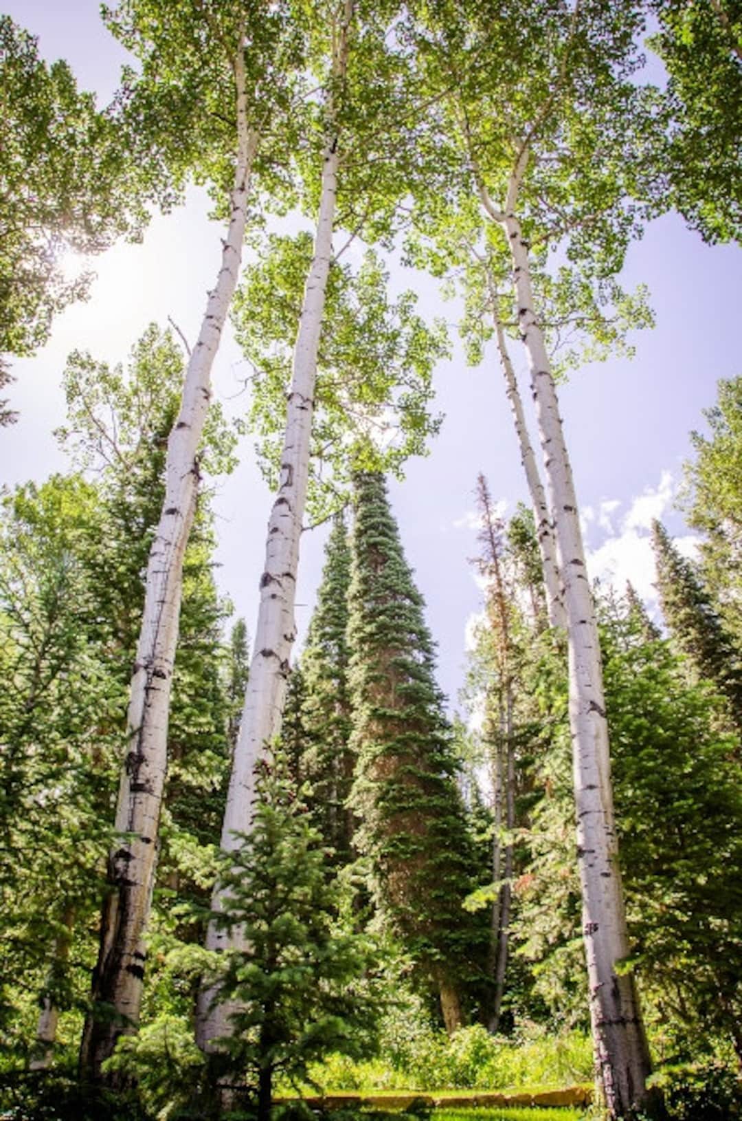 Colorado Aspen Birch Trees Nature Forest Photography Tree Home Decor ...