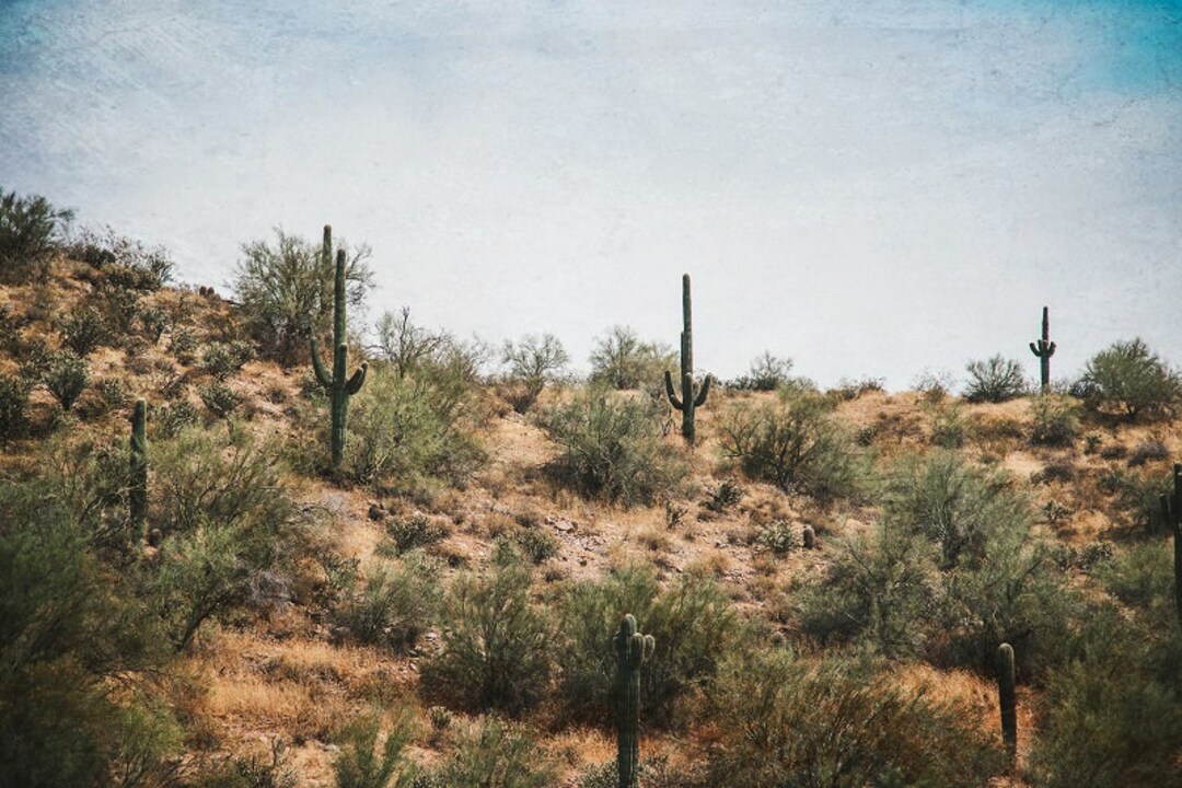 Saguaro Photo, Saguaro Wall Art, Cactus Print, Arizona Cactus, Cactus ...