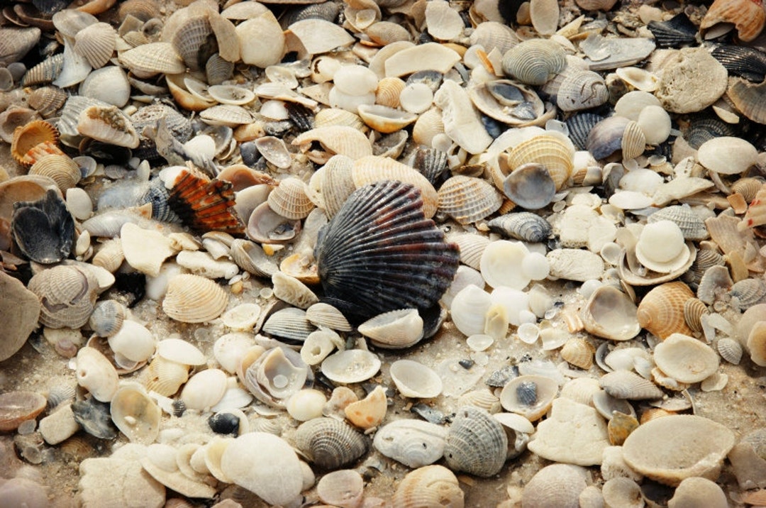 Seashell Ocean Photography Beach Photo Water Florida Shell Home Decor ...