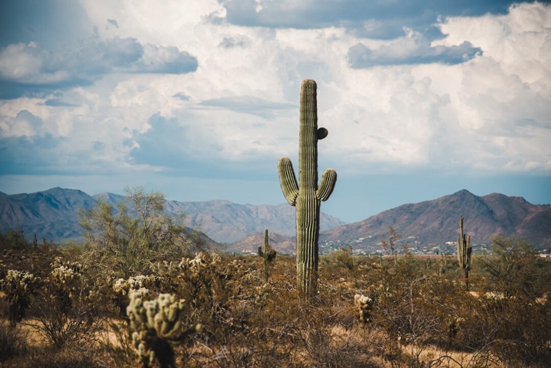 Saguaro Print, Cactus Print, Arizona Cactus, Cactus Art, Arizona Photo ...
