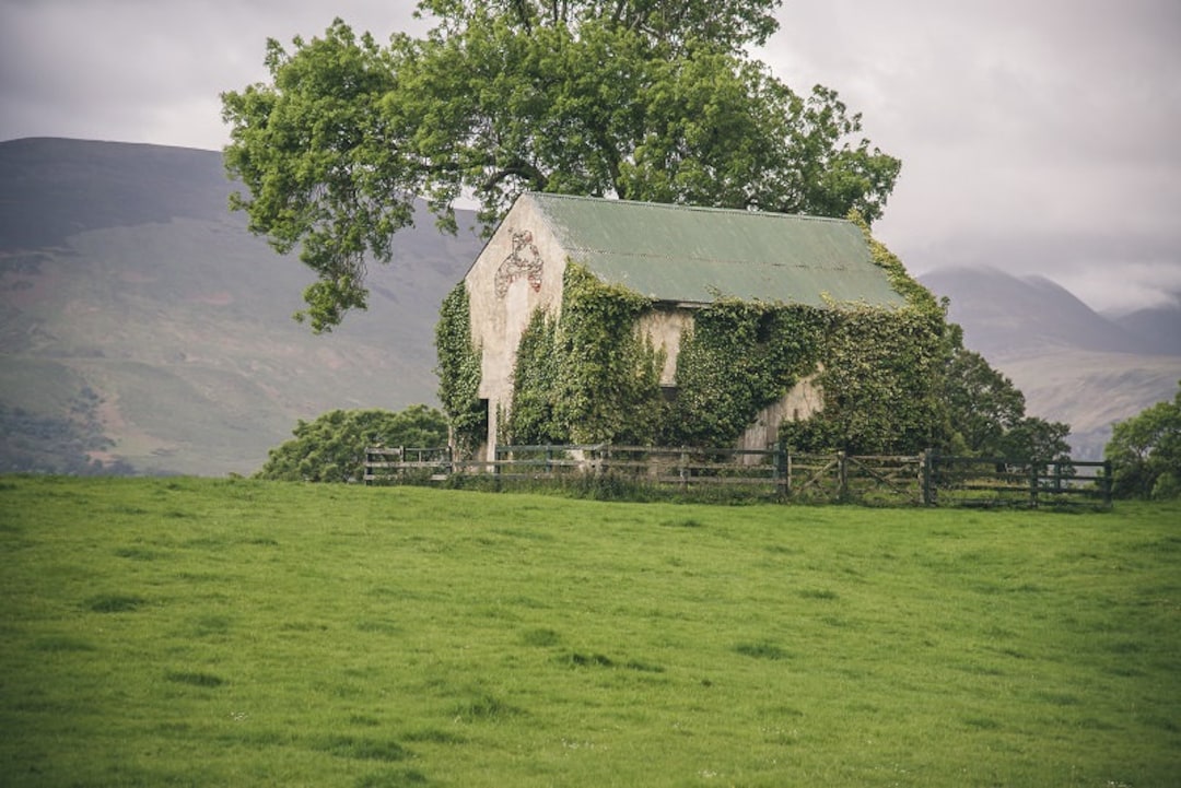 Ireland Photo, Rustic Cottage, Ireland Wall Art, Green Ivy, Country ...