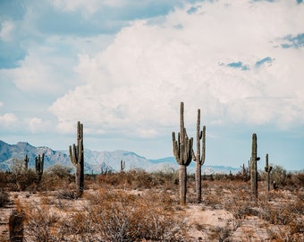 Saguaro Photo, Saguaro Wall Art, Cactus Print, Arizona Cactus, Cactus ...