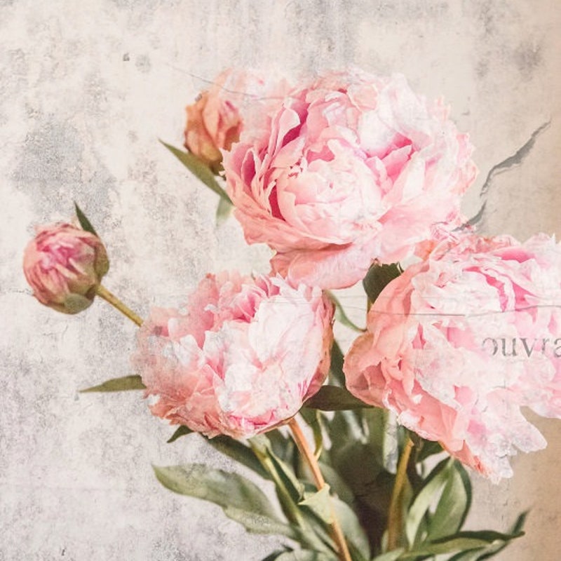 Paris Peonies - Etsy