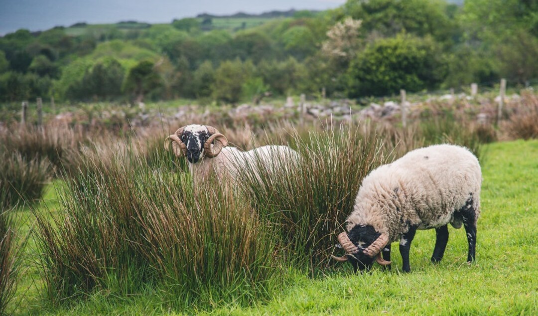 Ireland Photo, Ram Photo, Sheep, Country Decor, Irish Decor, Ireland ...