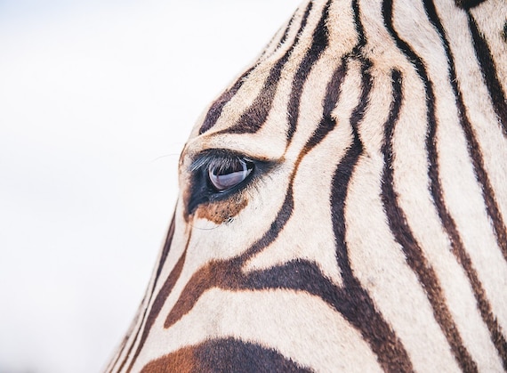 DIGITAL Zebra Animal Print Zebra Print Nursery Animal Print | Etsy