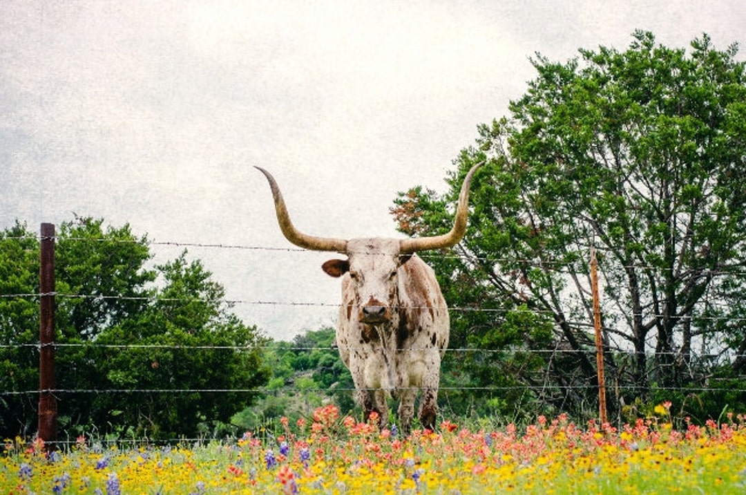 Texas Longhorn Photo, Nature, Animals, Longhorns, Fine Art Photo ...