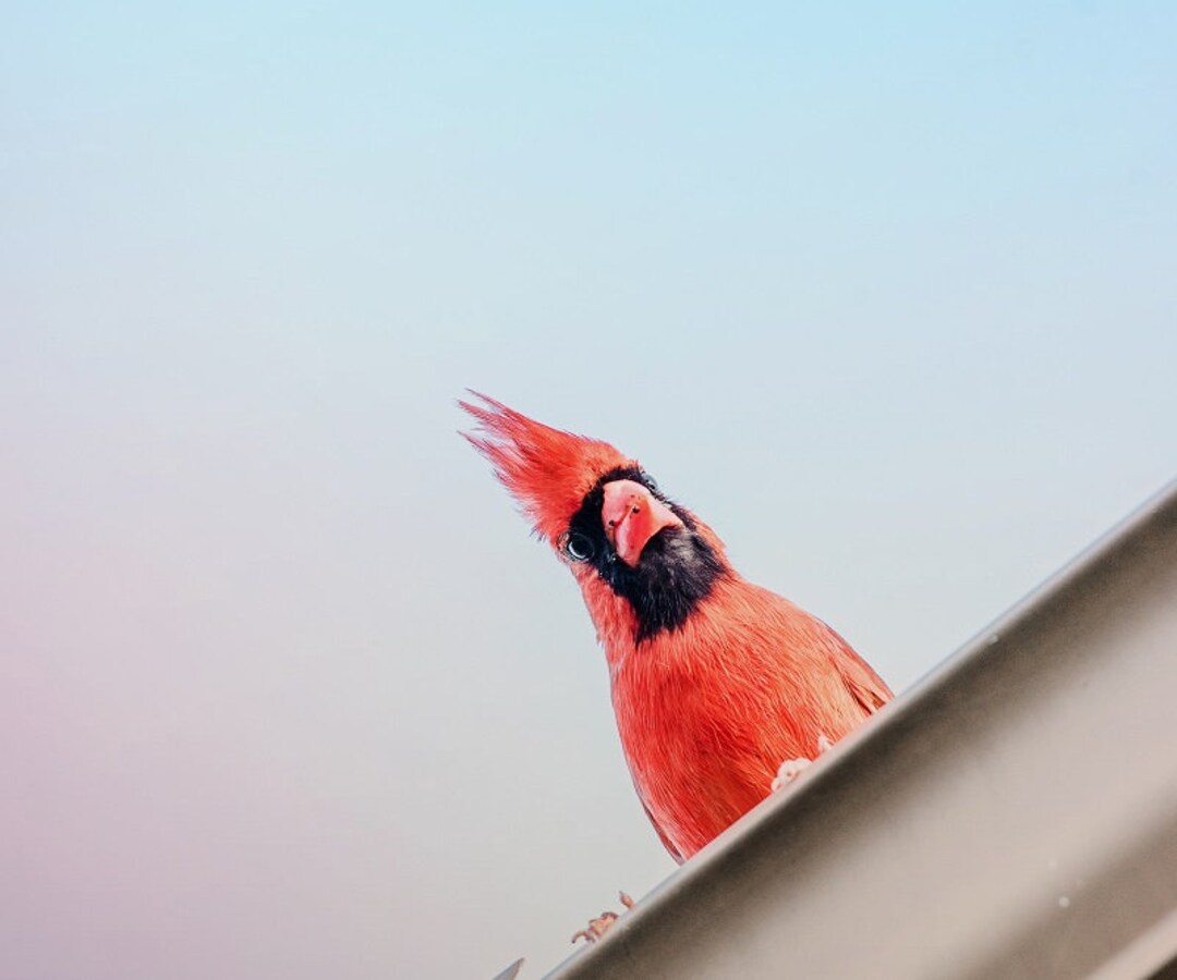 Red Cardinal Bird Photo Print, Cardinals, Red Bird, Bird Art Bird Print ...