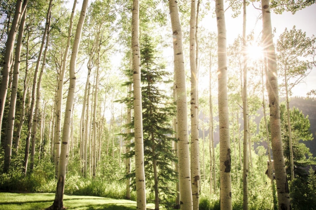Colorado Aspen Birch Trees Nature Forest Photography Tree Home Decor ...