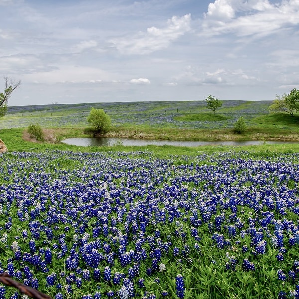 Texas Wildflower Print - Etsy