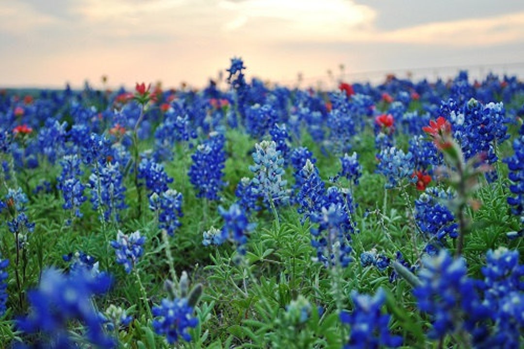 Texas Bluebonnets, Bluebonnet Wildflower Photography, Flower Photo Fine ...