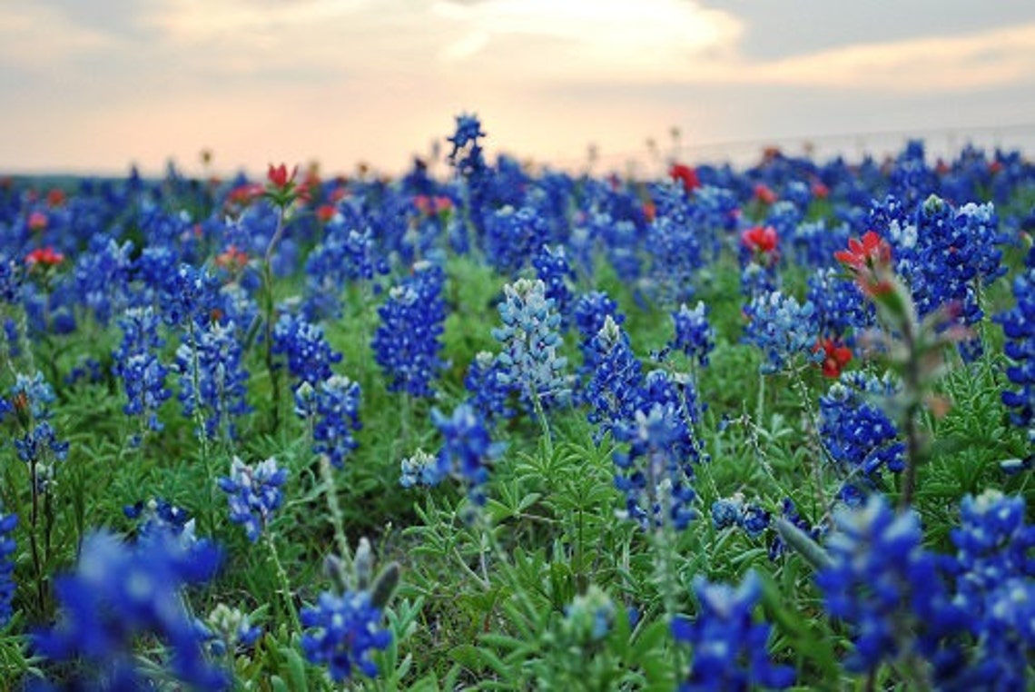 Texas Bluebonnets, Bluebonnet Wildflower Photography, Flower Photo Fine ...