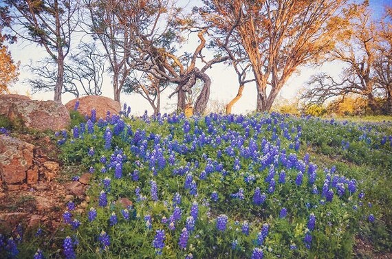 Texas Bluebonnets Landscape Wildflower Photography Flower - Etsy