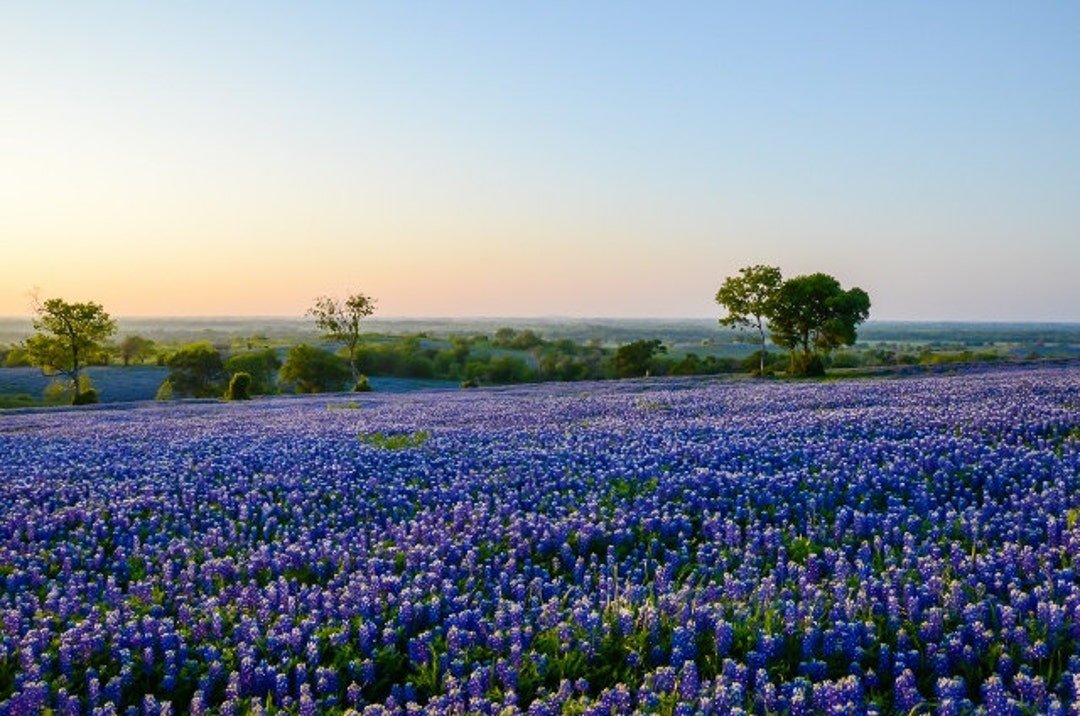 Texas Bluebonnets, Bluebonnet Wildflower Photography, Flower Photo Fine ...