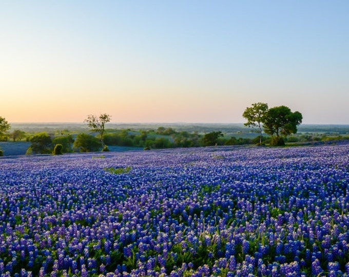 Texas Bluebonnets, Bluebonnet Wildflower Photography, Flower Photo Fine ...