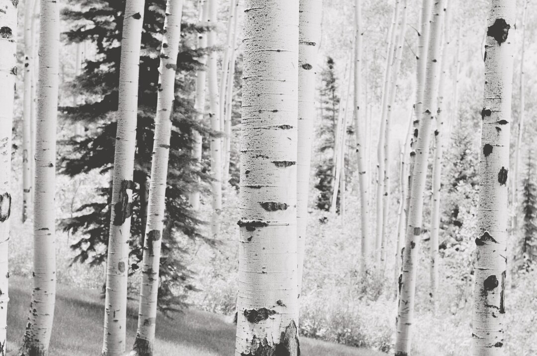 Colorado Aspen Birch Trees Nature Forest Photography Tree Home Decor ...