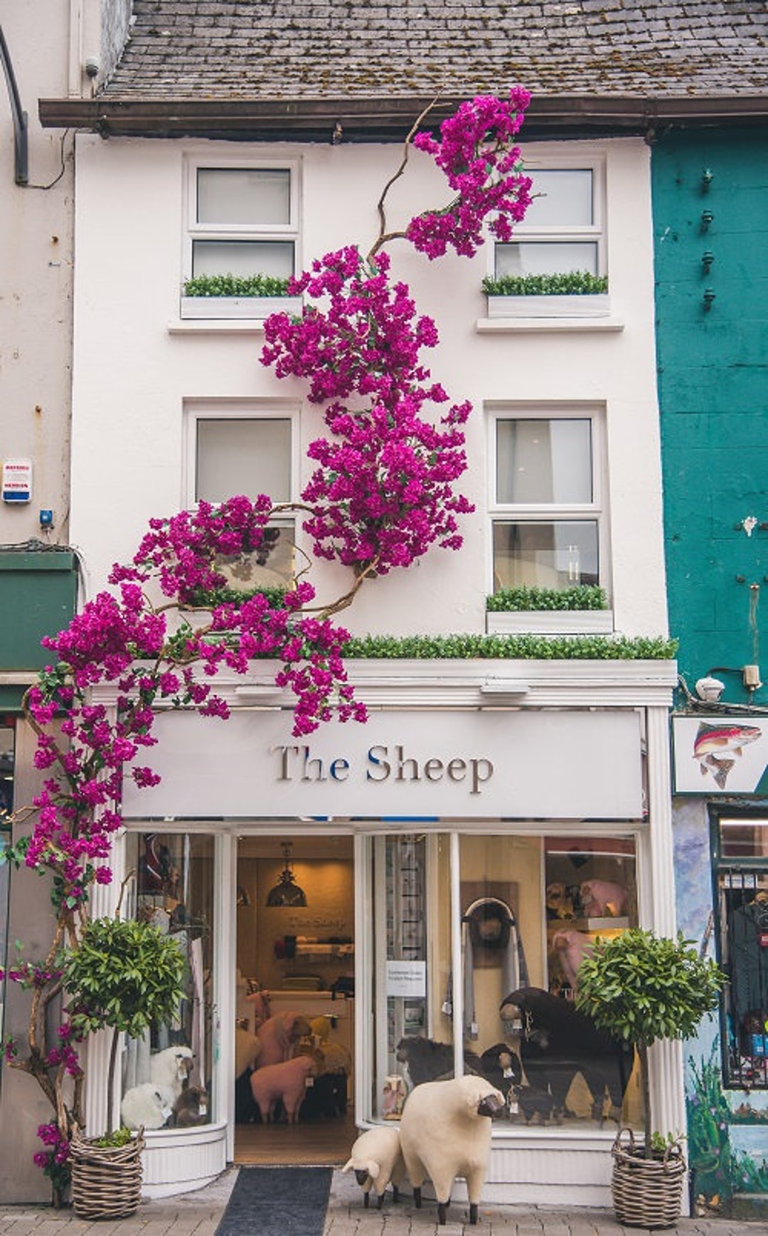 Galway Ireland Photo, Sheep, Wool, Ireland Photo the Sheep, Irish Gift ...