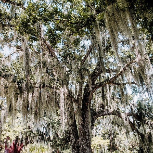 Print Oak Tree Spanish Moss - Etsy