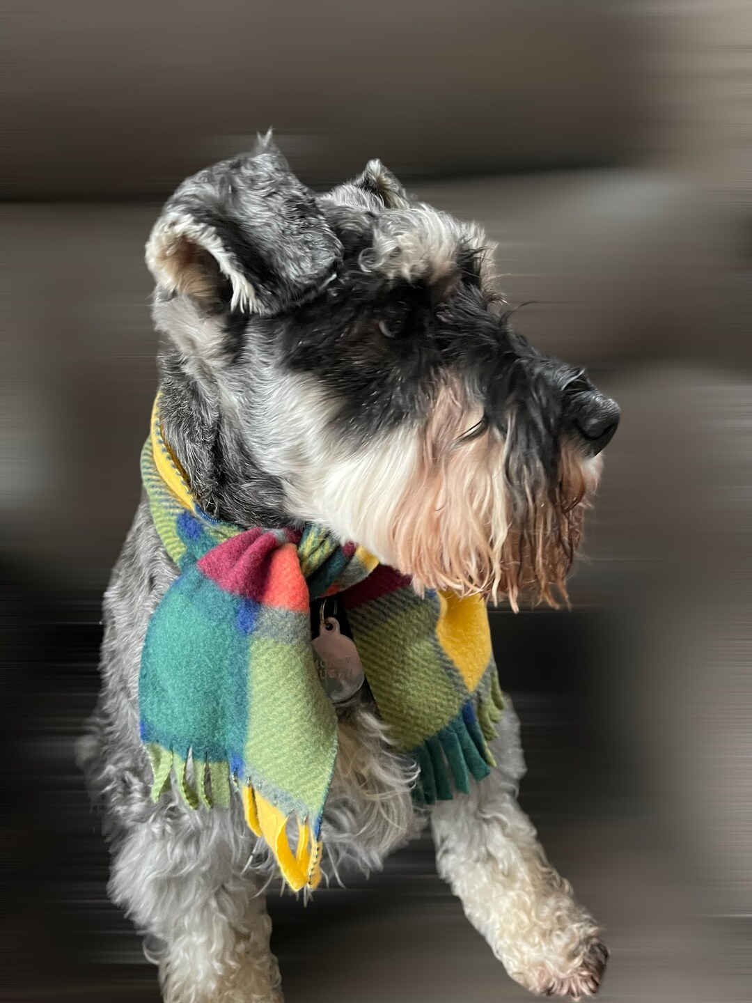Tartan Fleece Dog Scarf: Multi-colored Check, Fringed Pet Accessory - Etsy