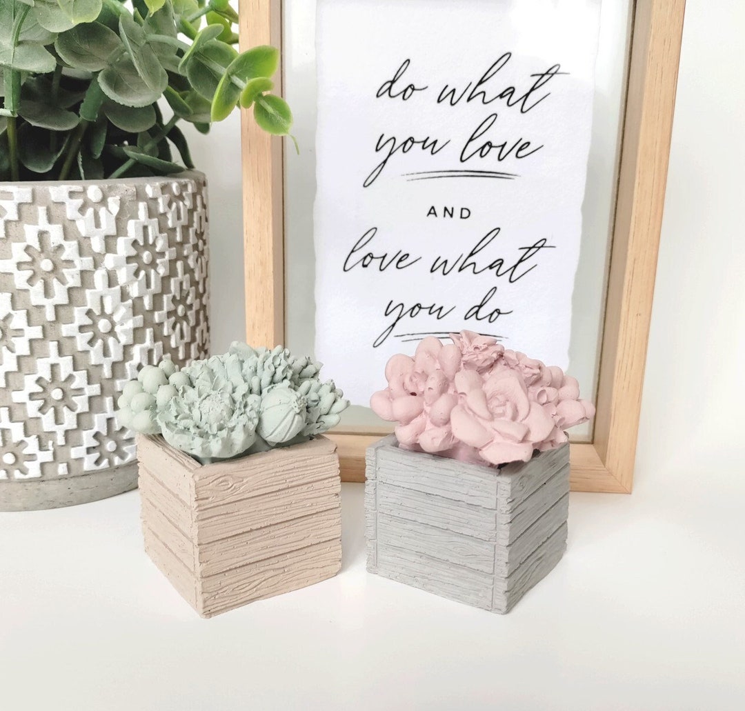 Concrete Diffuser- for Essential Oils- Fragrance Oils- Succulent - Home Decor- Gift- Succulents ...