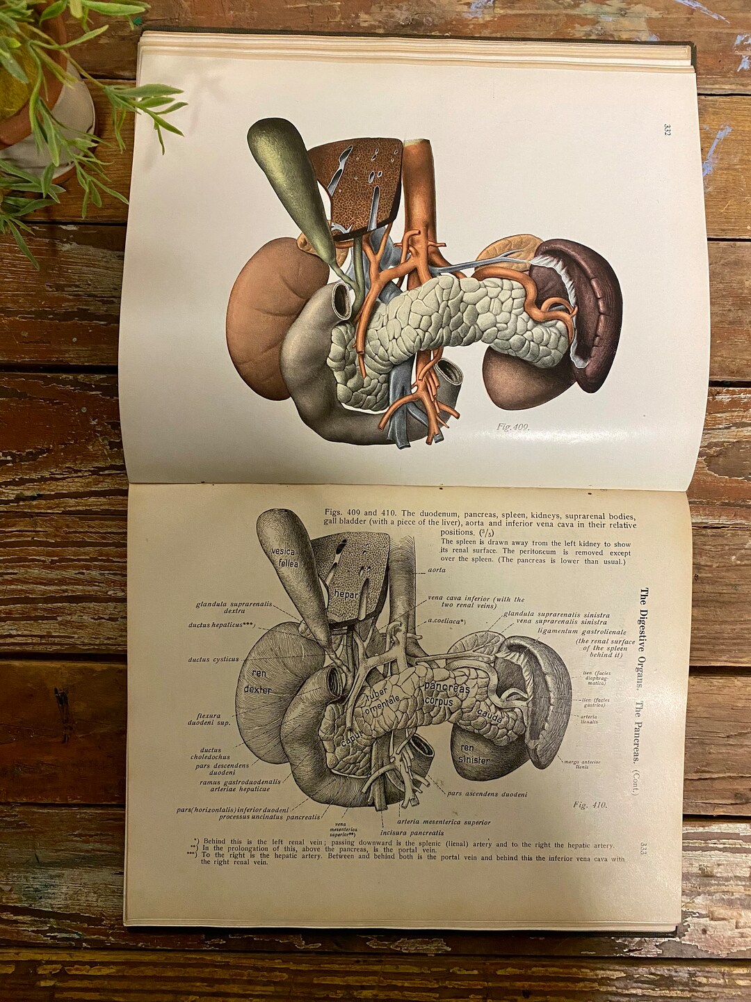 Vintage Atlas of Human Anatomy Book…antique. 1928. Medical. Handbook ...