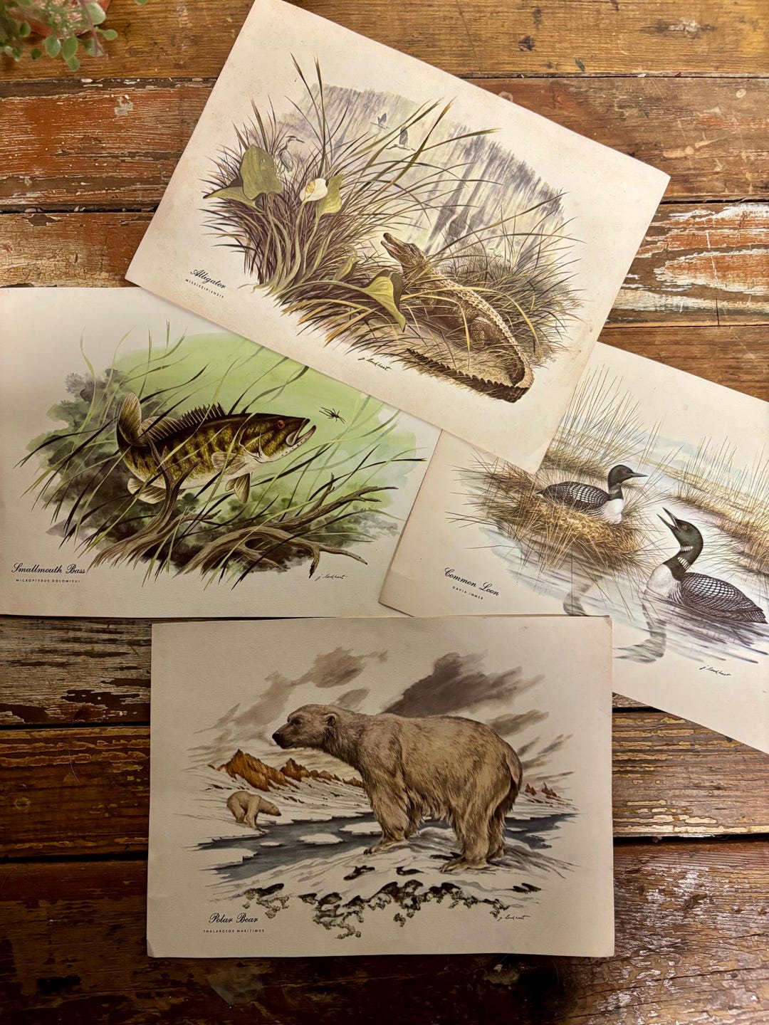 Vintage Wildlife Art Print…one. 1970s. James Lockhart. Lithograph ...
