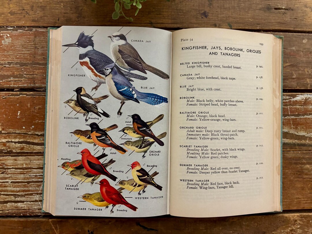 Vintage Ornithology Book…1947. “A Field Guide to the Birds”. Peterson ...