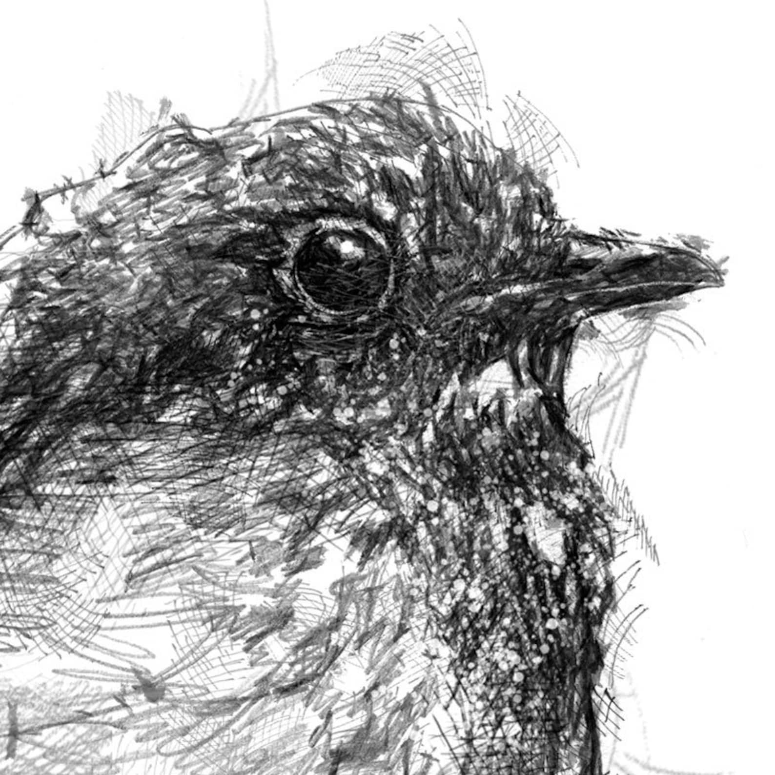 British Robin Sketch Limited Edition Fine Art Print From - Etsy