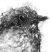 British Robin Sketch | Limited Edition Fine Art Print From Original ...