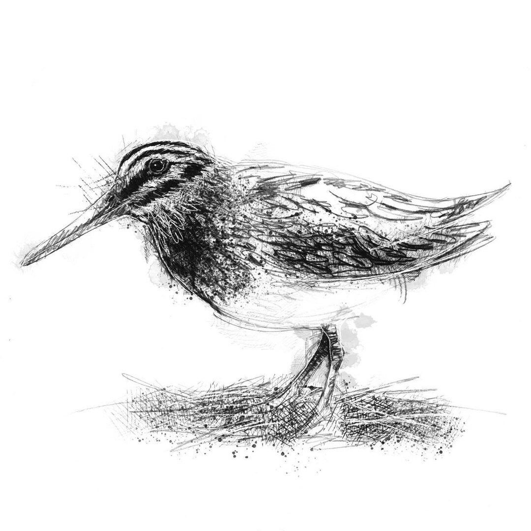 Snipe | Limited Edition Fine Art Print From Original Drawing. Free ...