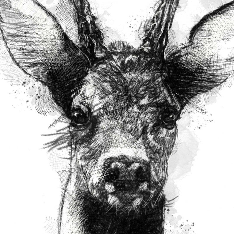 Roe Deer Sketch | Limited Edition Fine Art Print From Original Drawing ...
