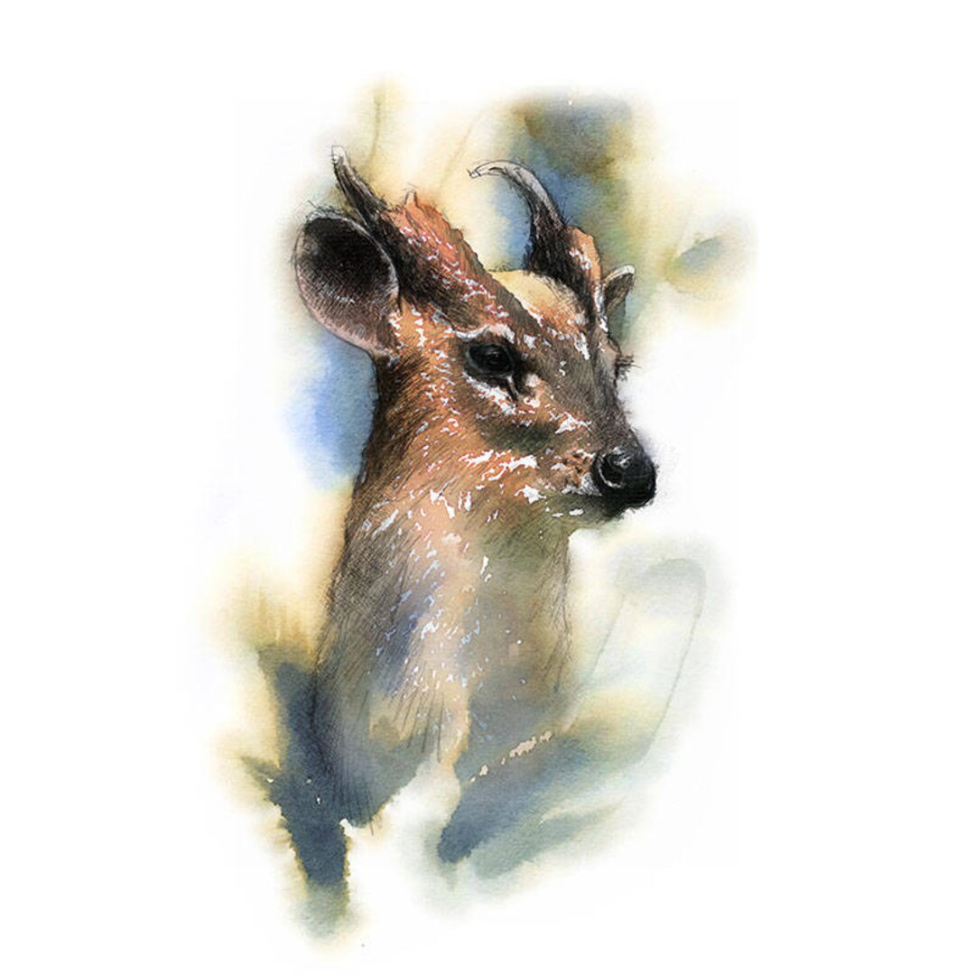 Muntjac Deer Sketch | Limited Edition Fine Art Print From Original ...
