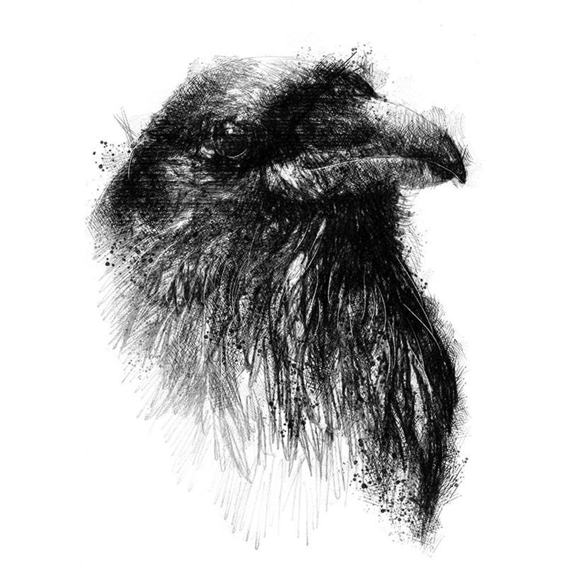 Raven Sketch Limited Edition Fine Art Print From Original - Etsy UK