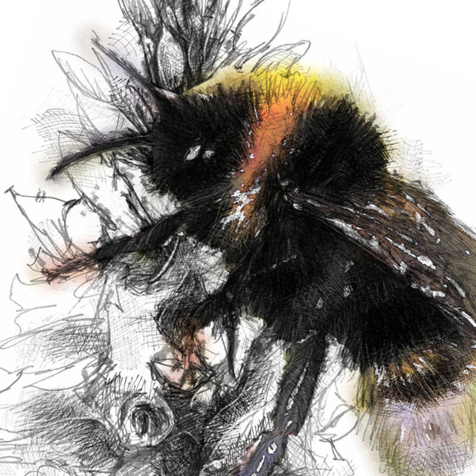 Bumble Bee Sketch Limited Edition Fine Art Print From - Etsy