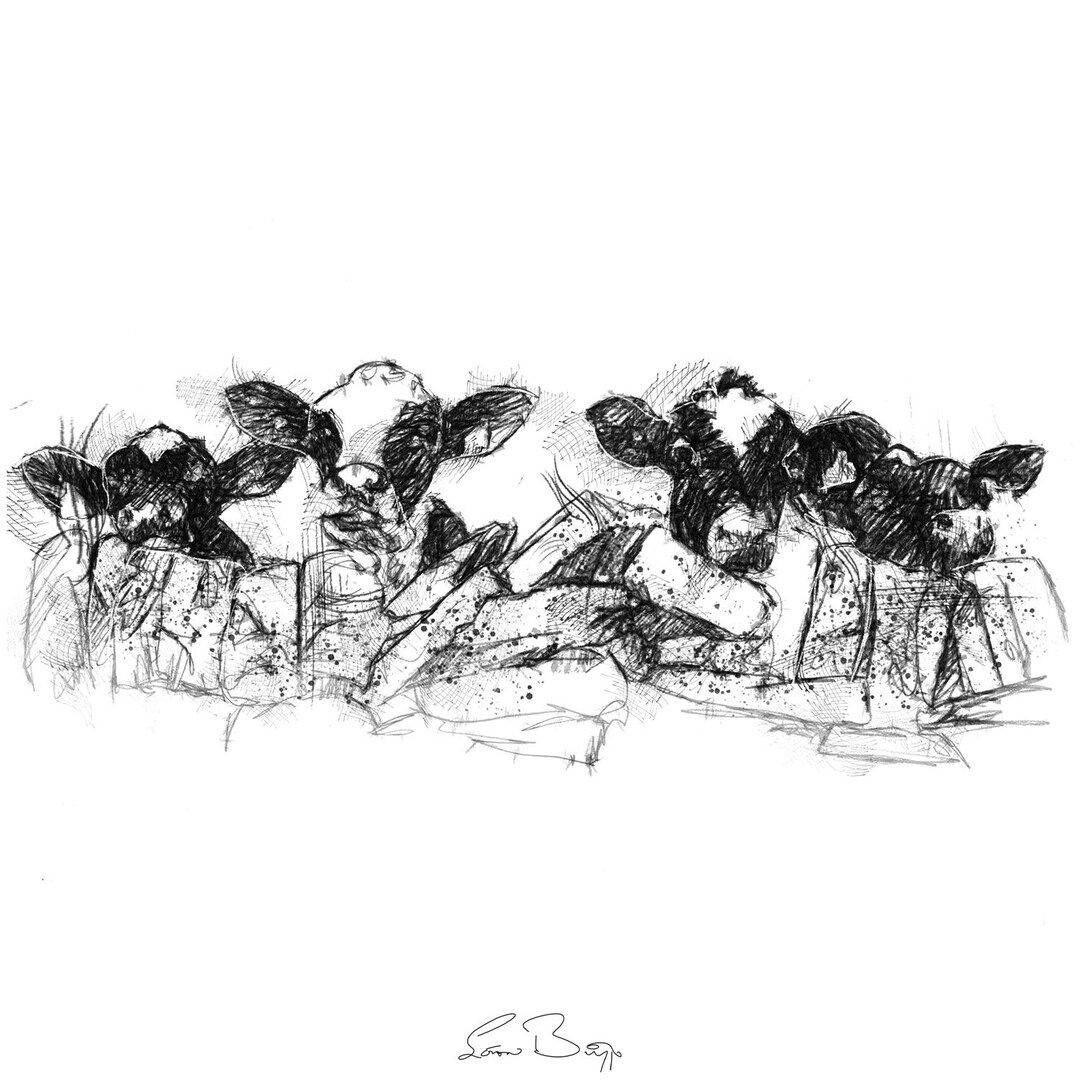 Nosey Cows Sketch | Limited Edition Fine Art Print From Original ...