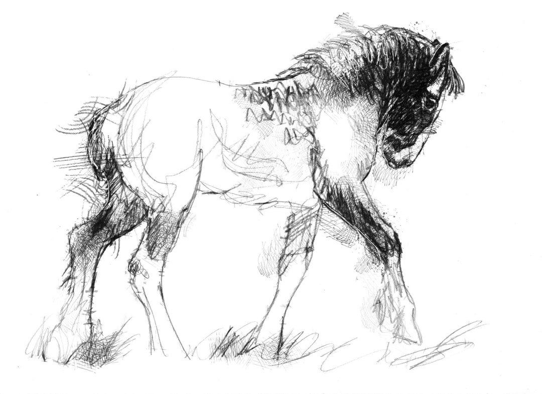 Shire Horse Foal Sketch | Limited Edition Fine Art Print From Original ...
