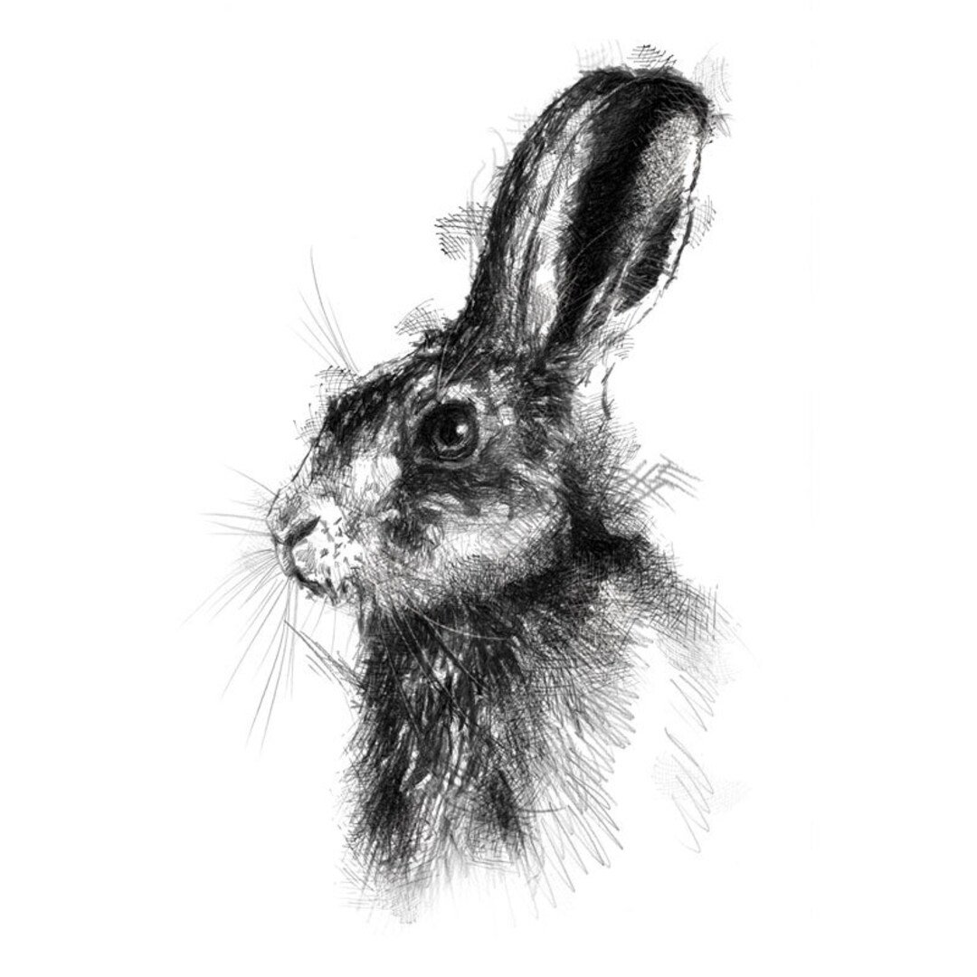 European Brown Hare Sketch | Limited Edition Fine Art Print From ...