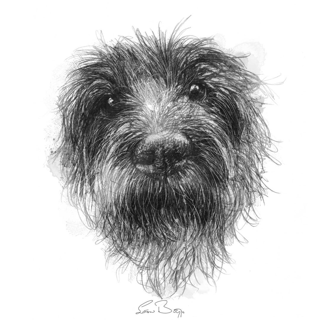 Scruffy Dog | Limited Edition Fine Art Print From Original Drawing ...