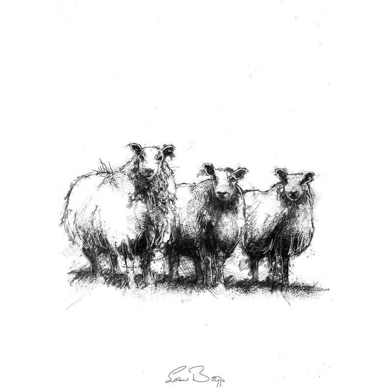 Blue Faced Sheep Sketch | Limited Edition Fine Art Print From Original ...