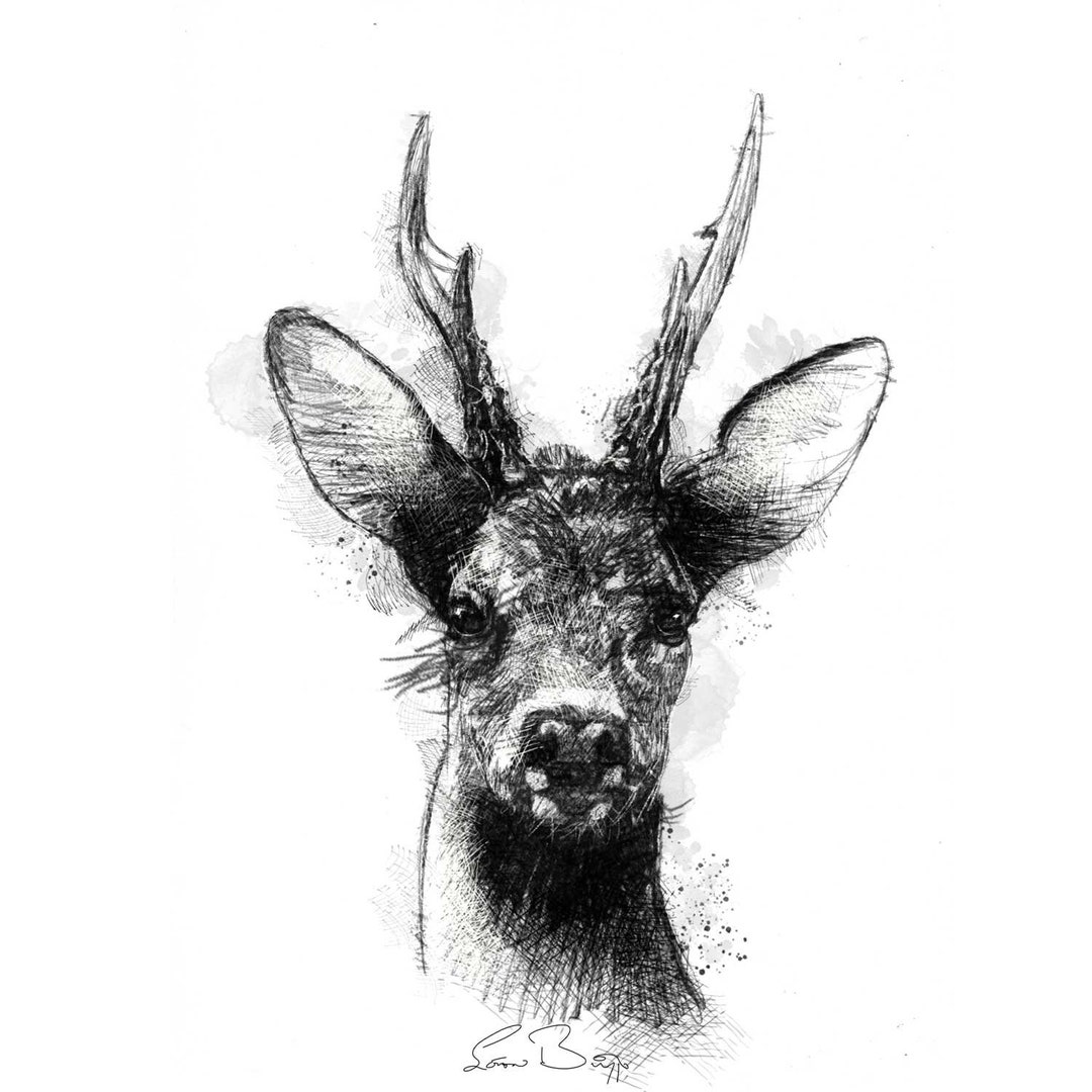 Roe Deer Sketch | Limited Edition Fine Art Print From Original Drawing ...