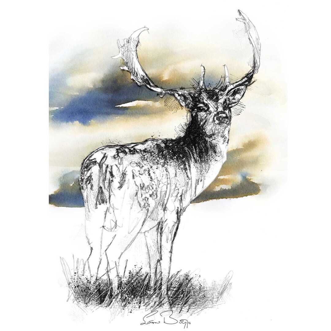 Fallow Deer Stag Sketch | Limited Edition Fine Art Print From Original ...