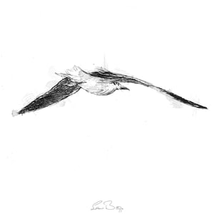 Seagull Flight Sketch | Limited Edition Fine Art Print From Original ...