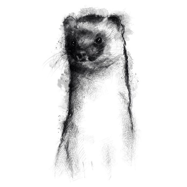 Stoat - Etsy UK