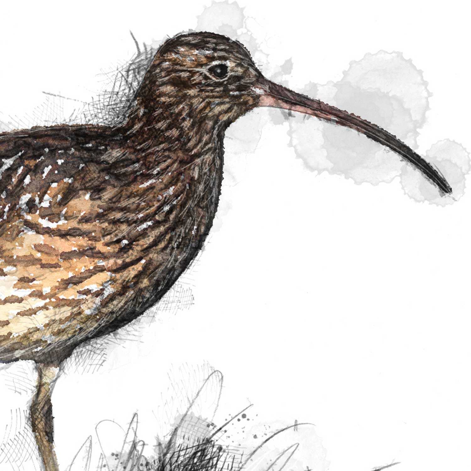 Curlew Walking Sketch | Limited Edition Fine Art Print From Original ...