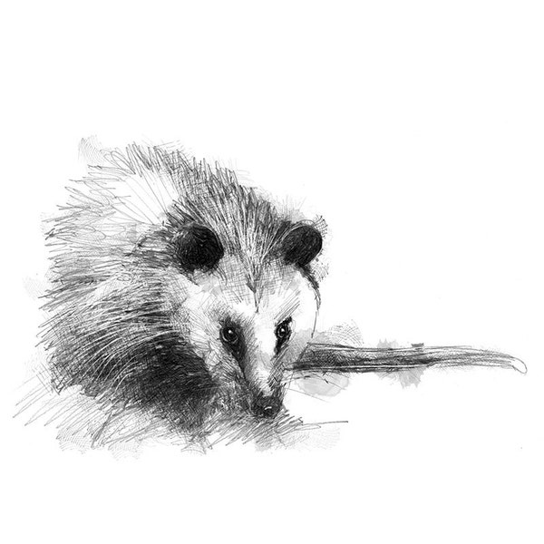 Opossum Drawing - Etsy