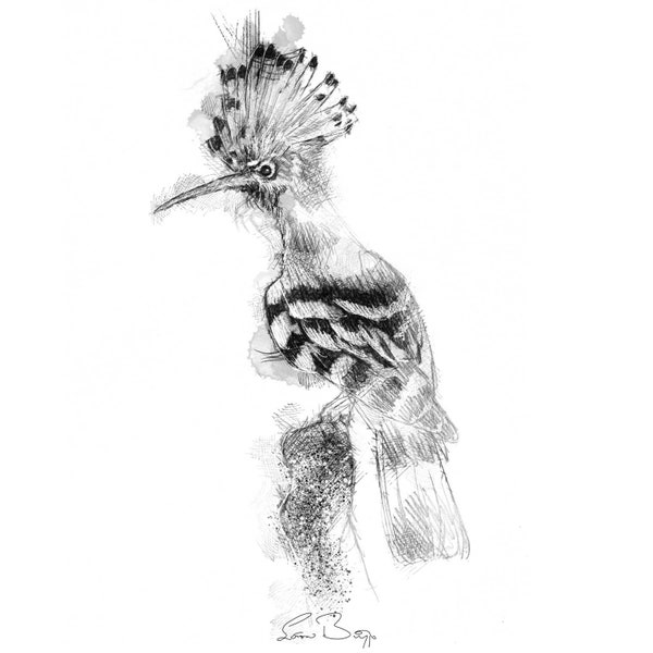 Hoopoe - Etsy