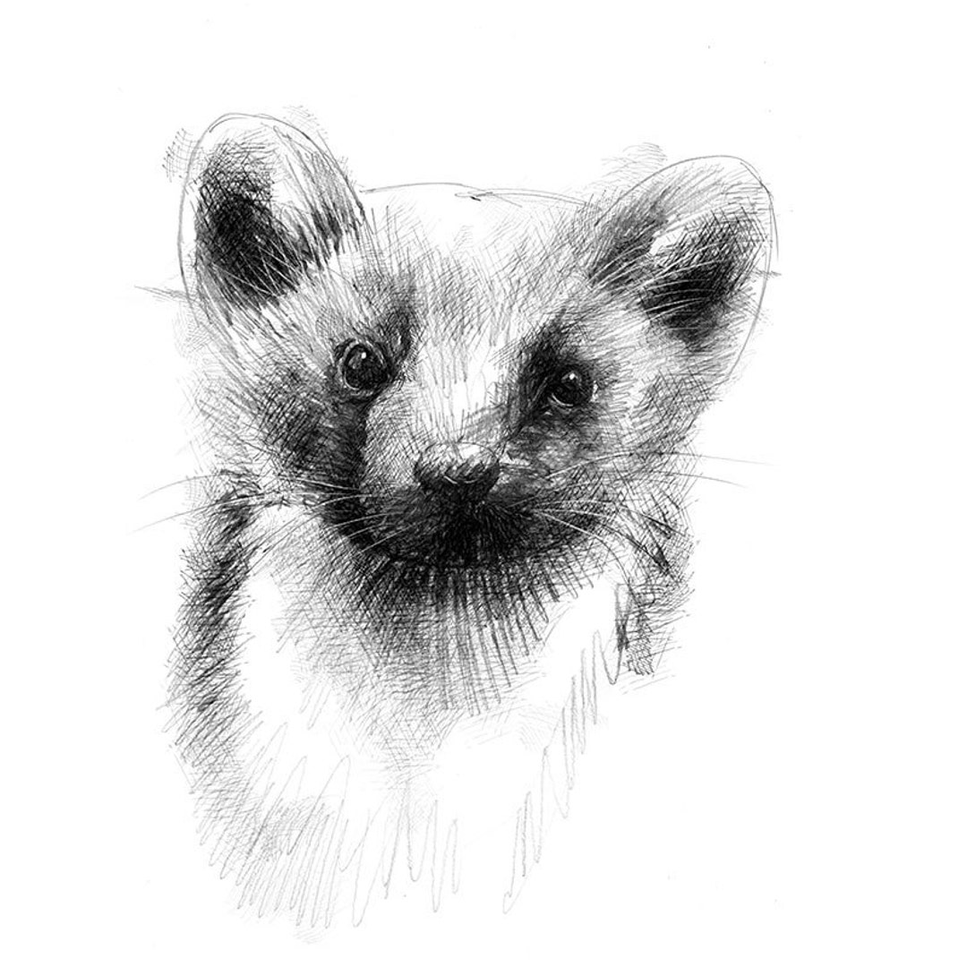 Pine Marten Sketch | Limited Edition Fine Art Print From Original ...